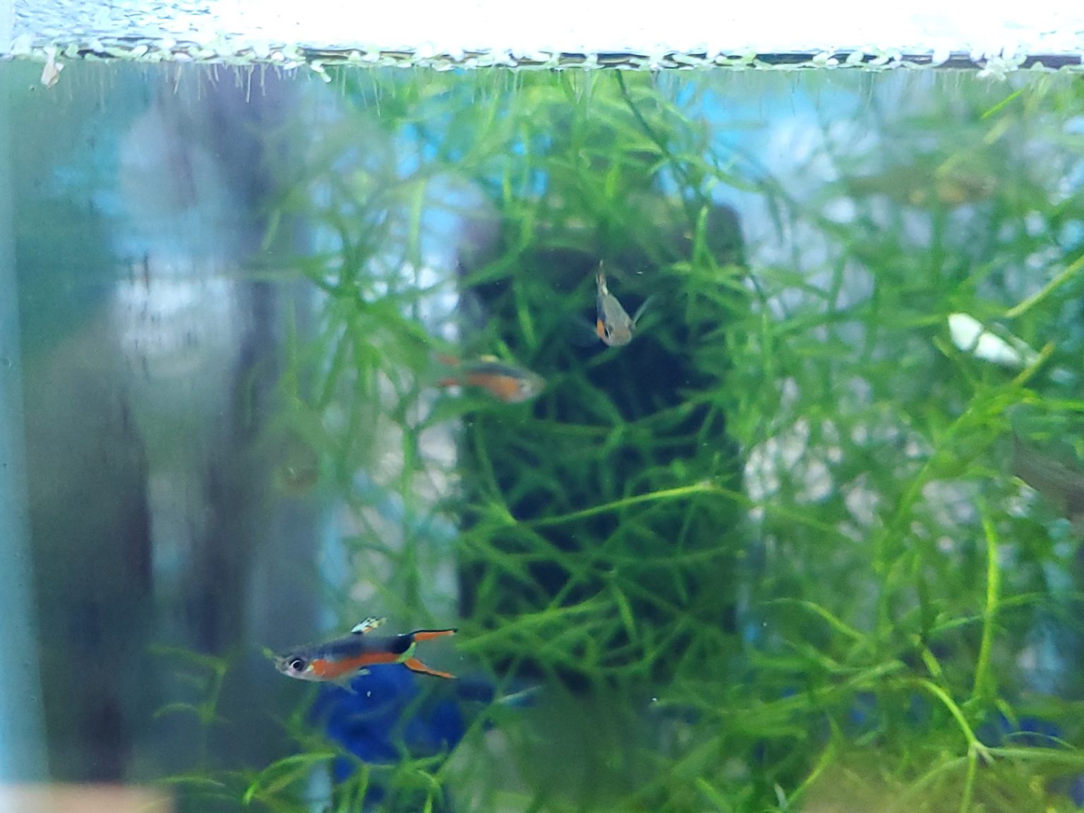 Santa Maria Endlers – Meta Fish