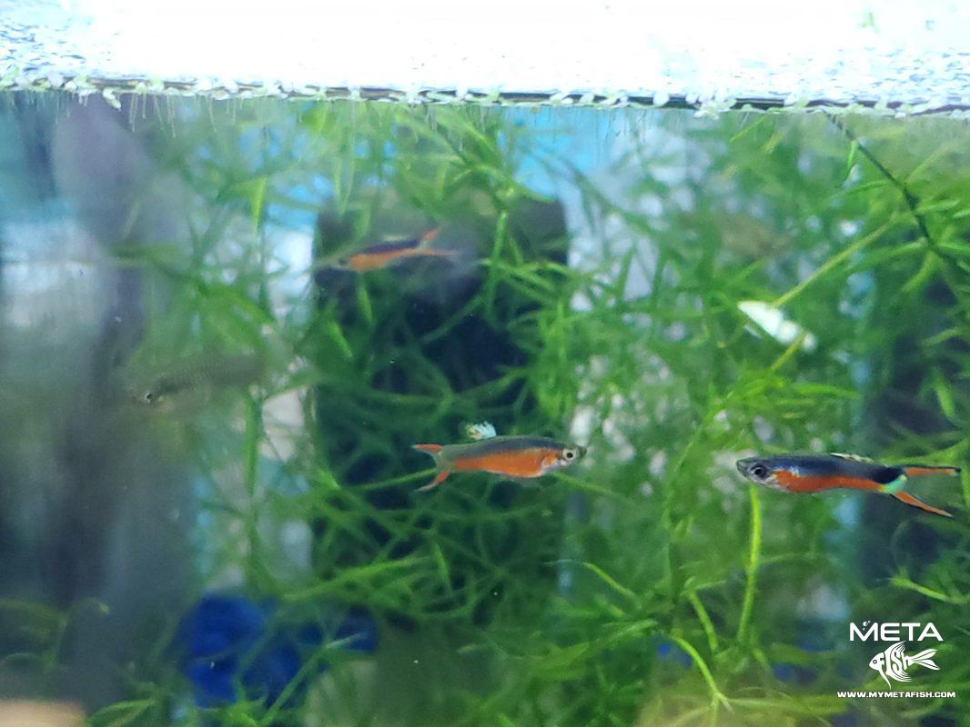 Santa Maria Endlers – Meta Fish
