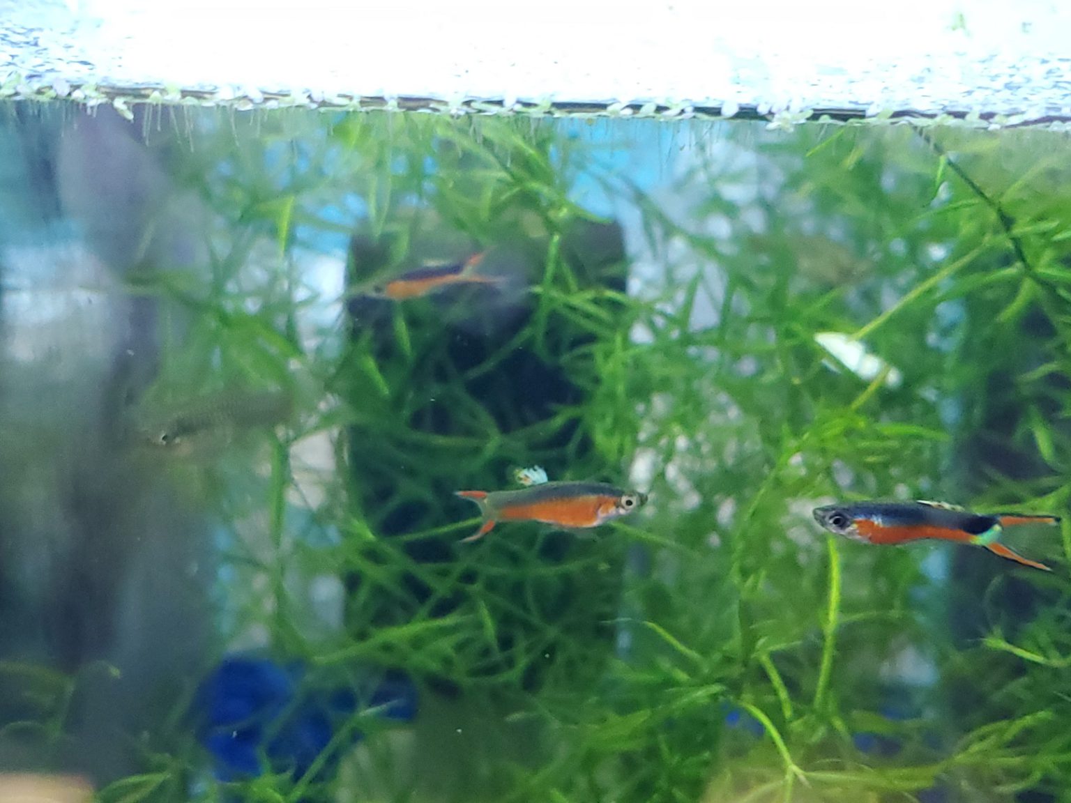 Santa Maria Endlers – Meta Fish