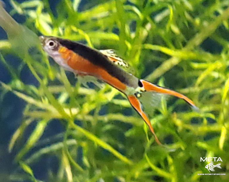 Santa Maria Endlers – Meta Fish